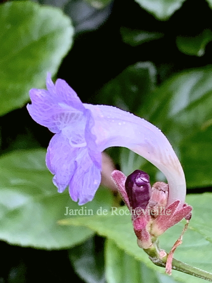 Strobilanthes penstemonoides - Le JARDIN DE ROCHEVIEILLE